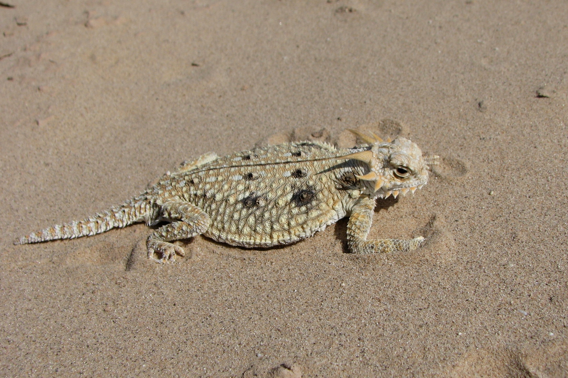 Flat Tailed Horned Lizard