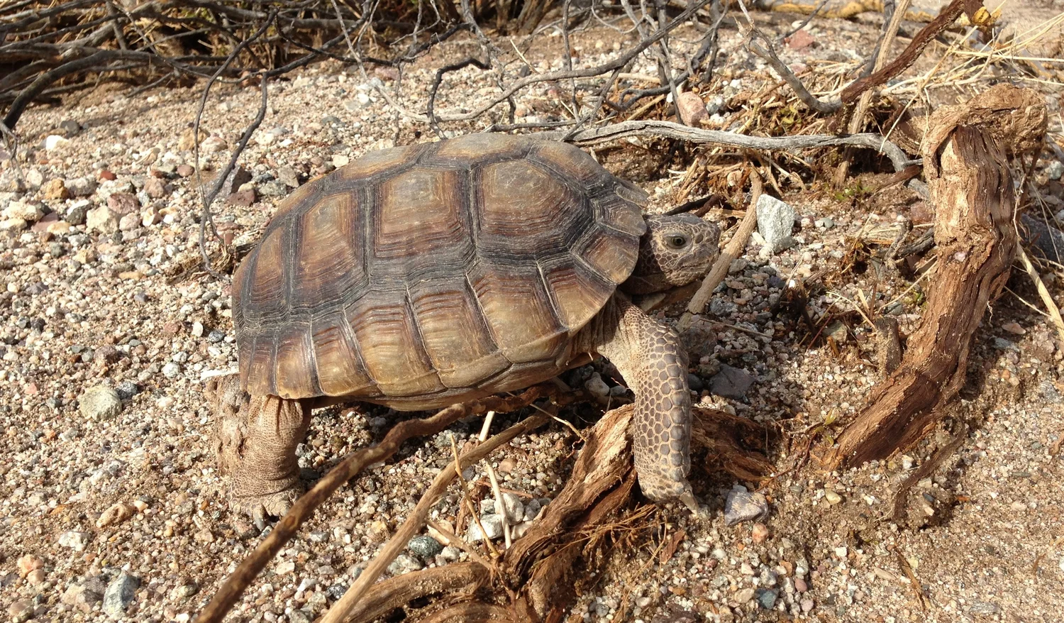 Sonoran Desert Tortoise
