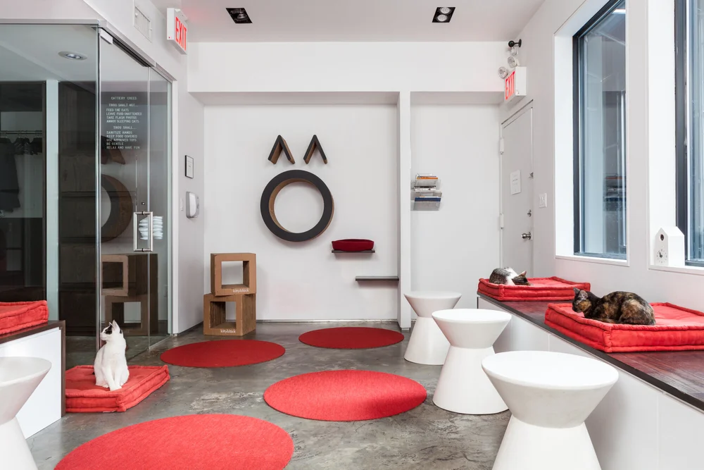 Koneko Cat Cafe' — TW2M
