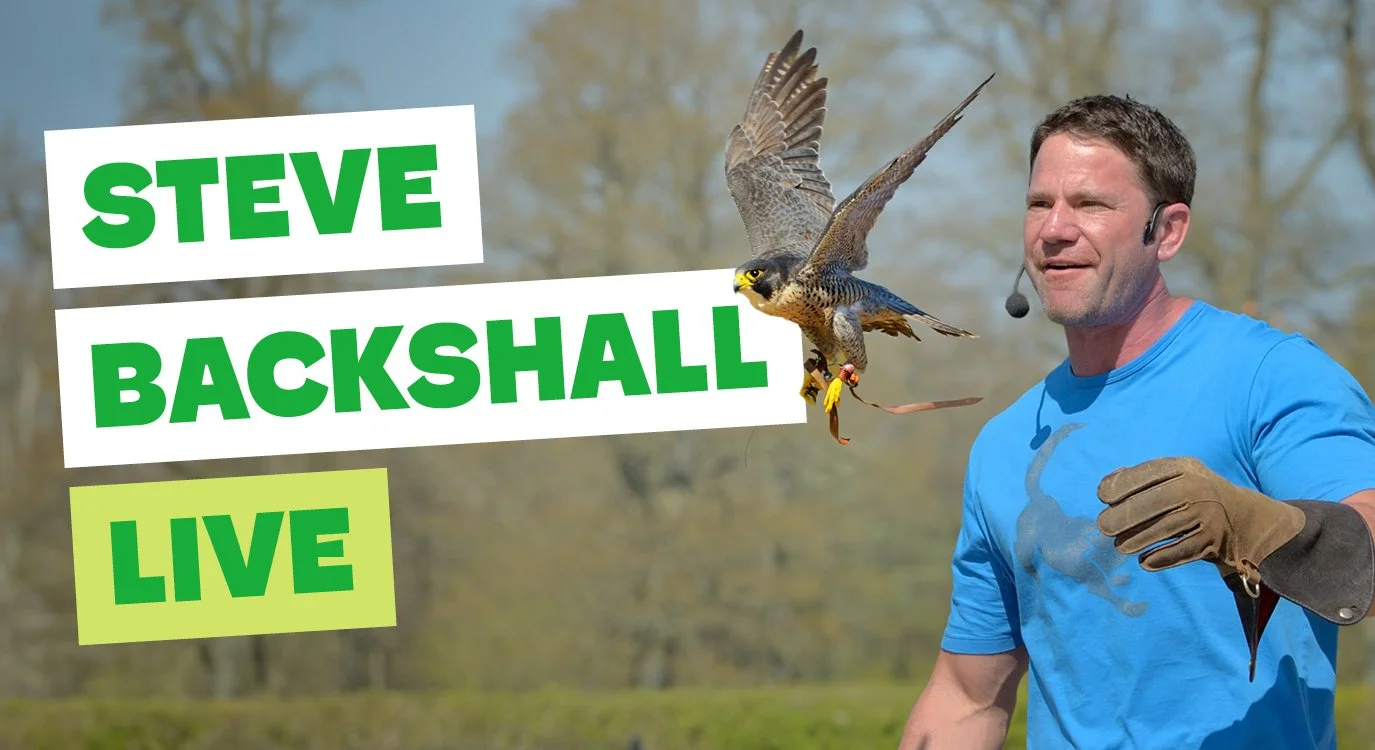 News — STEVE BACKSHALL