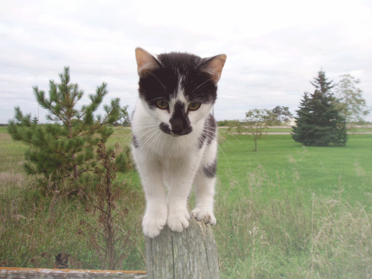 Feral Cat Coalition of Oregon