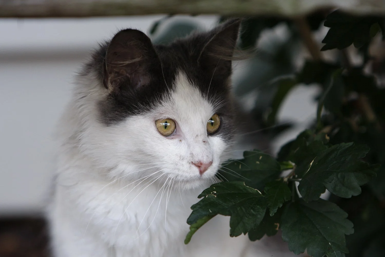 Feral + Outdoor Stray Cats — Feral Cat Coalition of Oregon