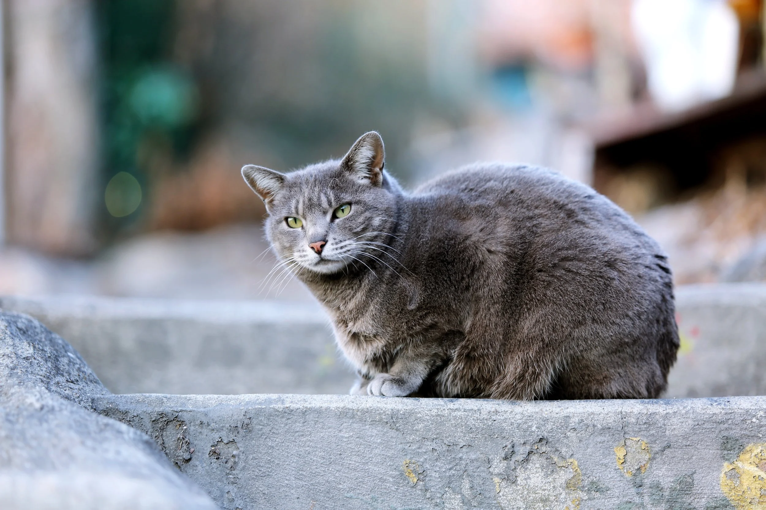 Feral Cat Coalition of Oregon