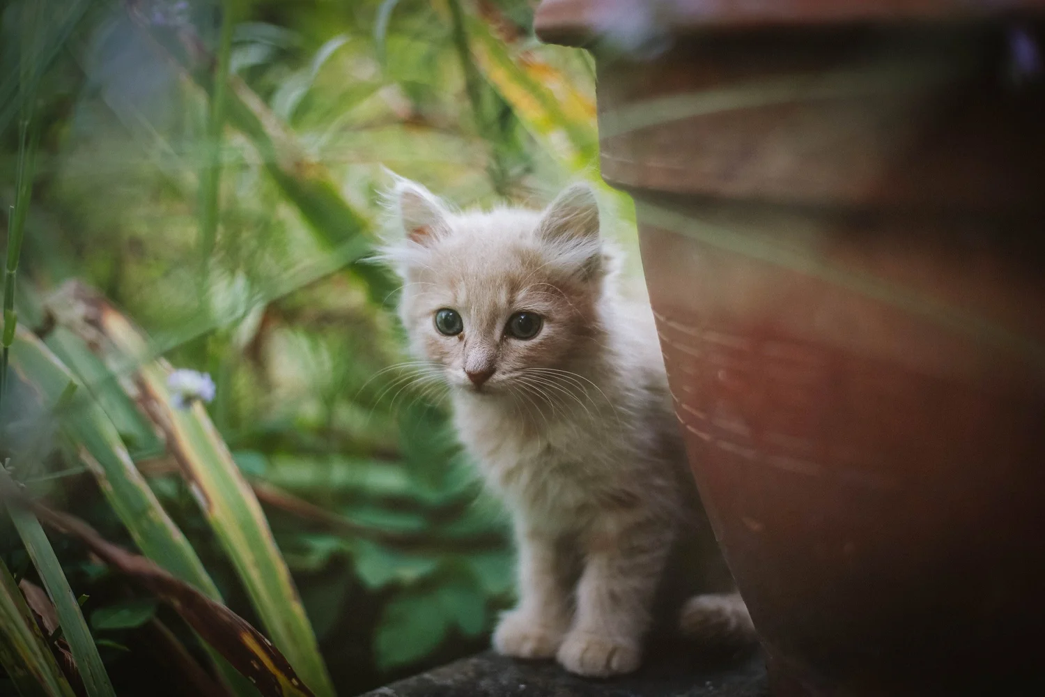 About Feral Kittens — Feral Cat Coalition of Oregon