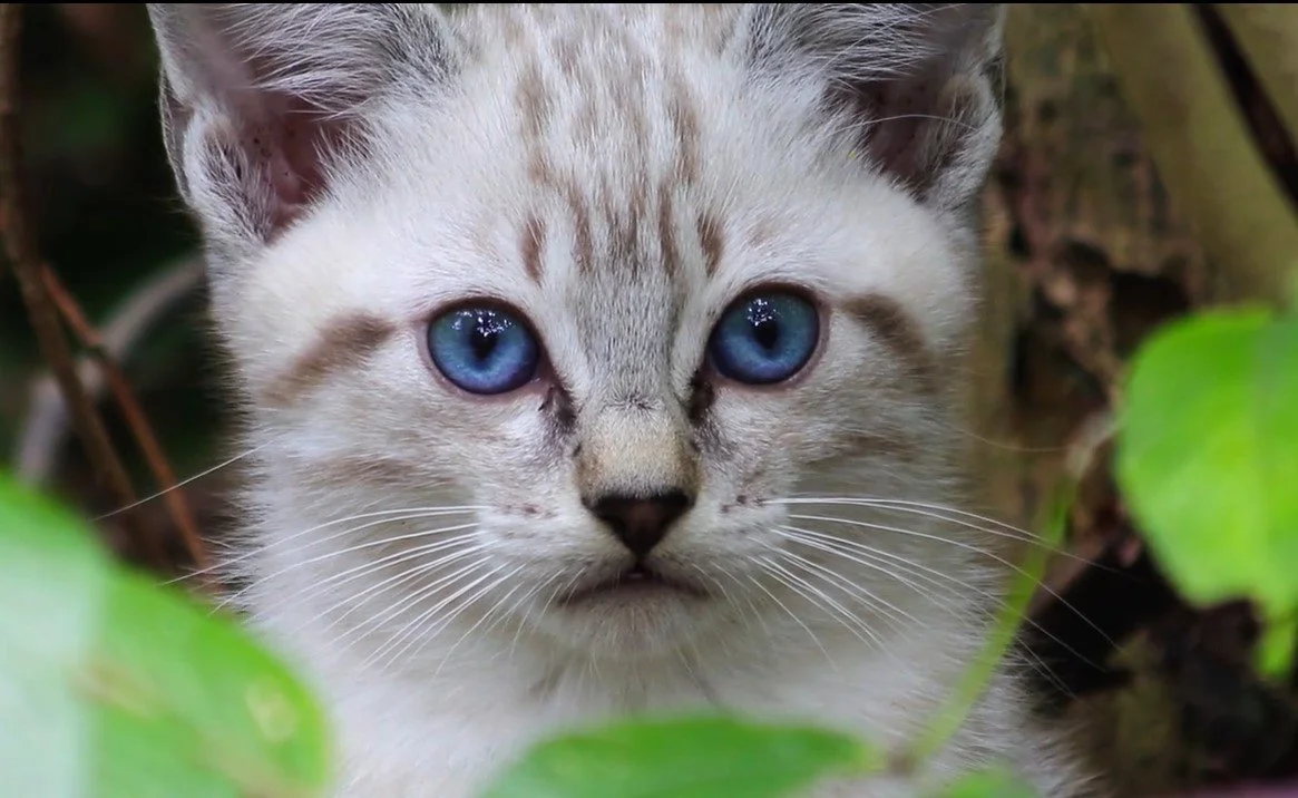 Feral Cat Coalition of Oregon