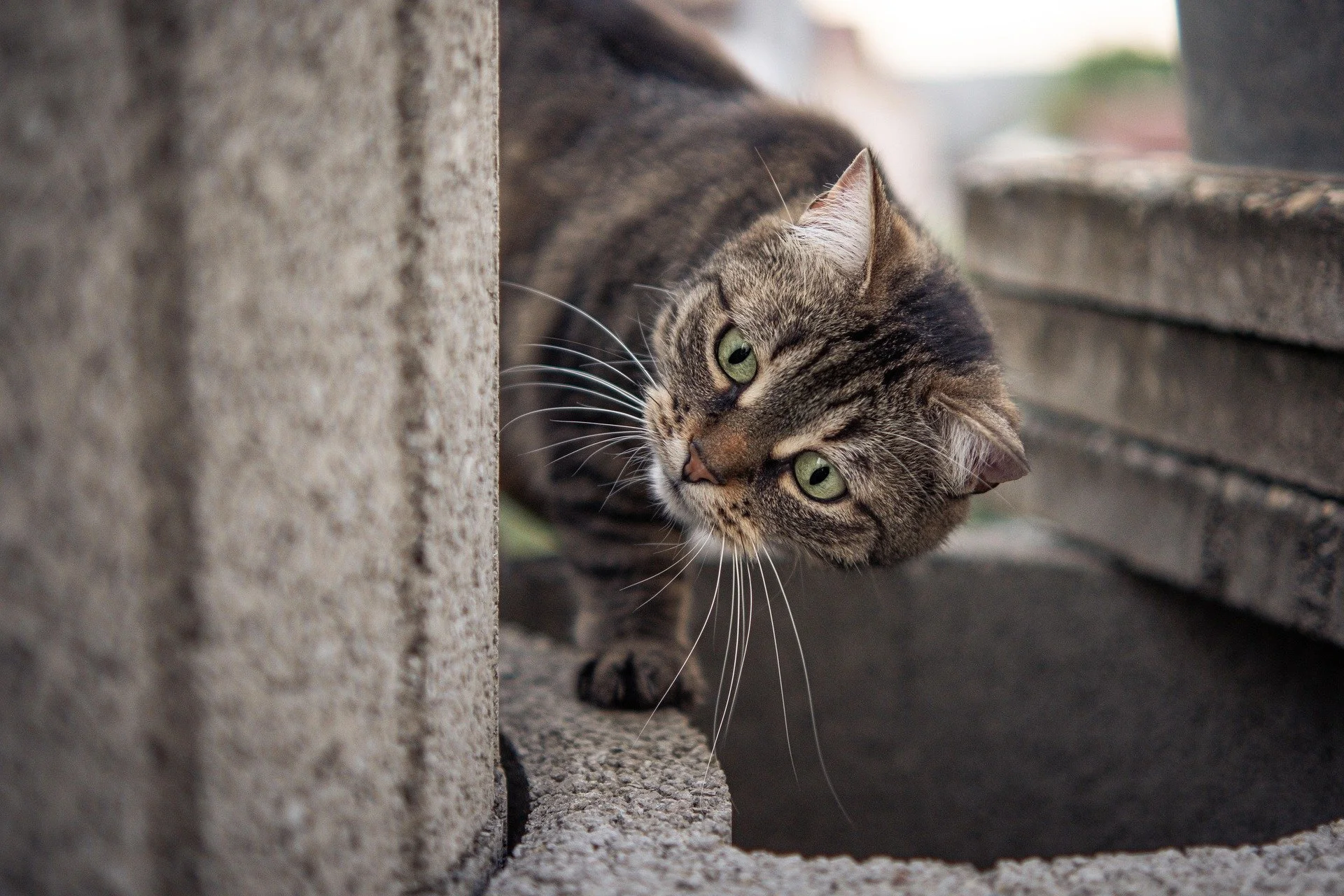 GeoCatting! — Feral Cat Coalition of Oregon