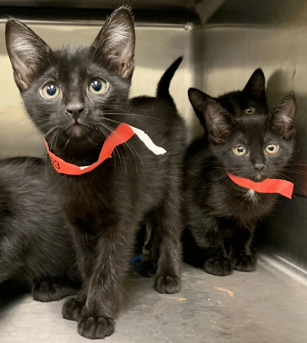 Kitten Caboose — Feral Cat Coalition of Oregon