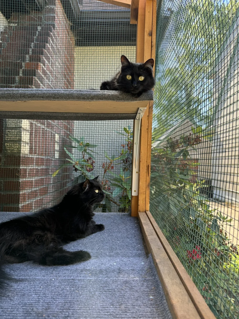 Catio Tour — Feral Cat Coalition of Oregon