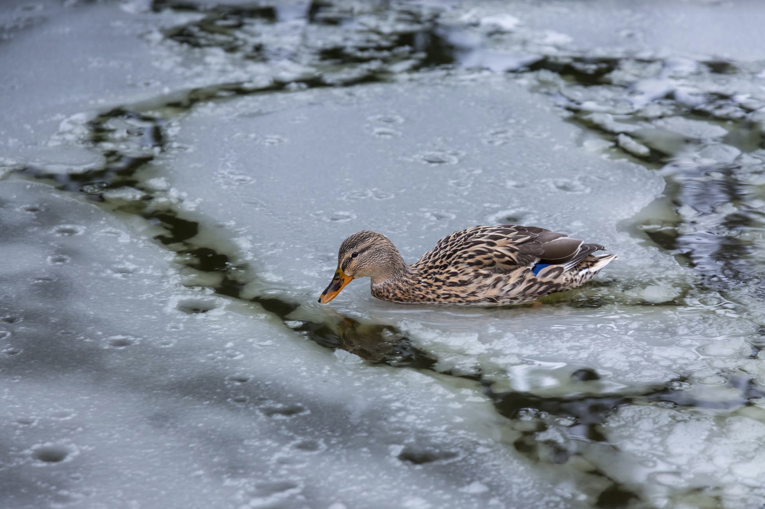 Unthawing Myself — Held In The Heart