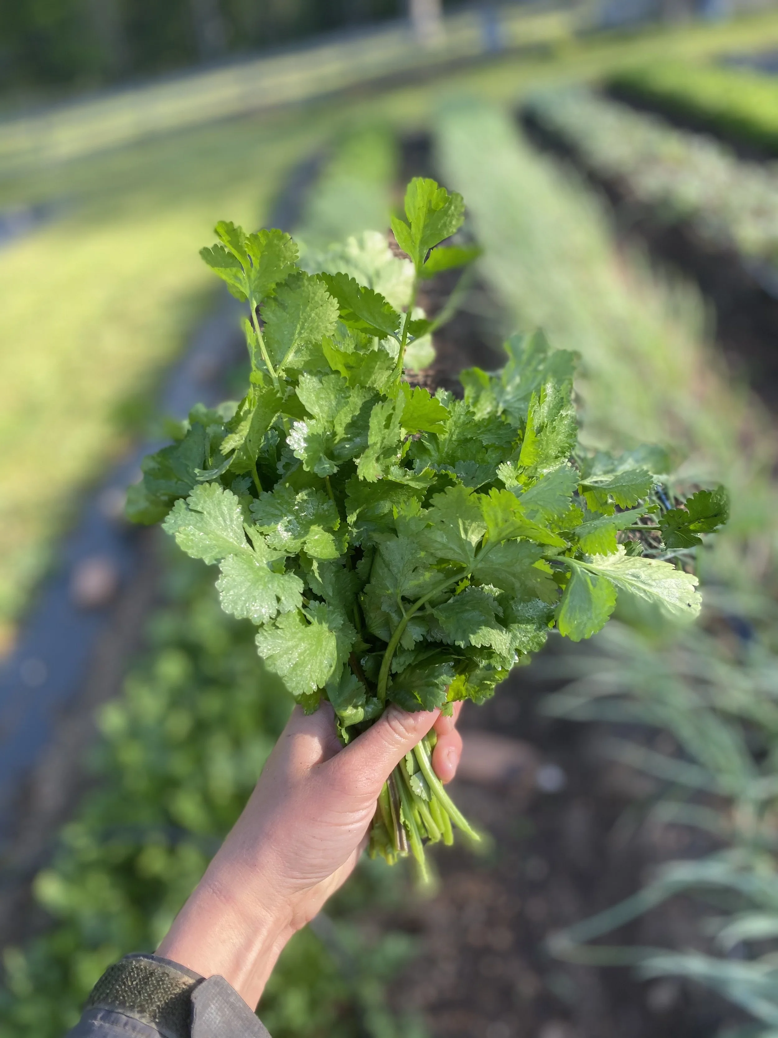 Workshops | Farmbelly