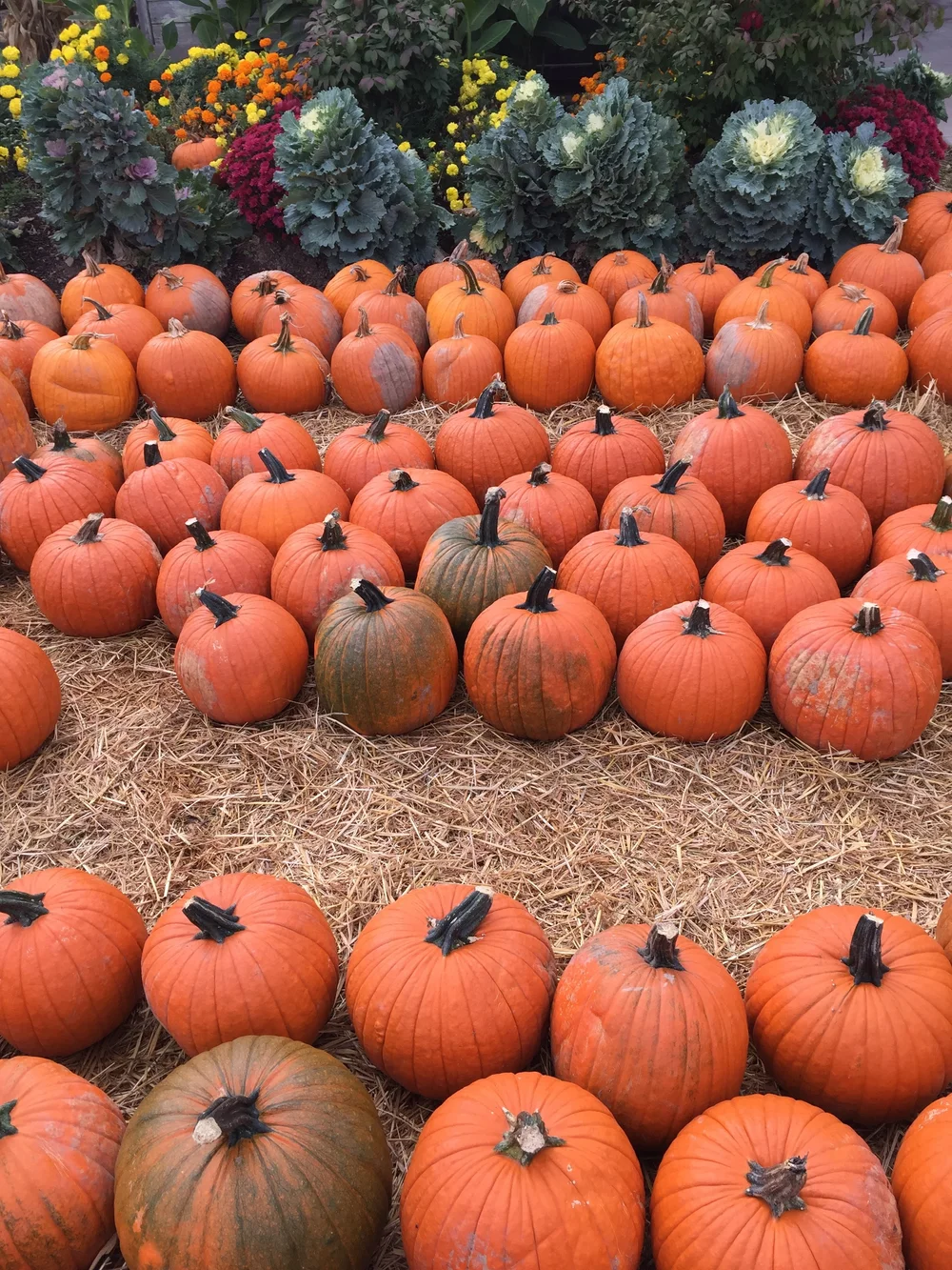 Sweater Weather for Fall Festivities — Colors of Colleen