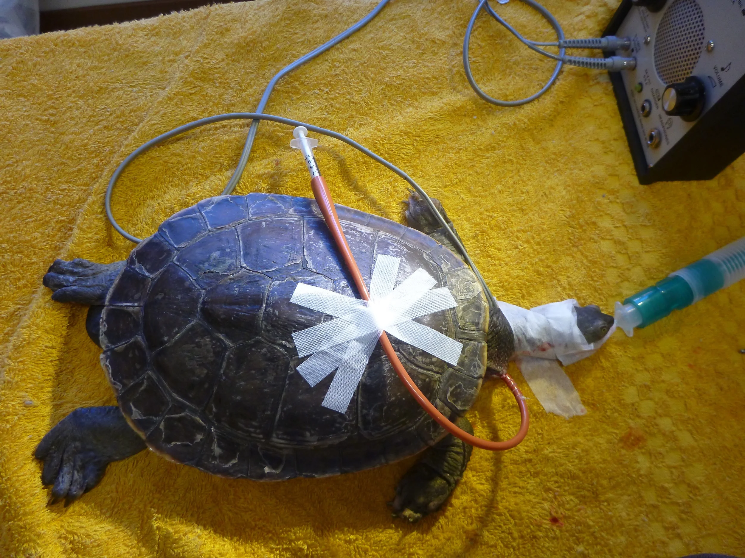 How I treat shell rot in turtles — Vet Tails