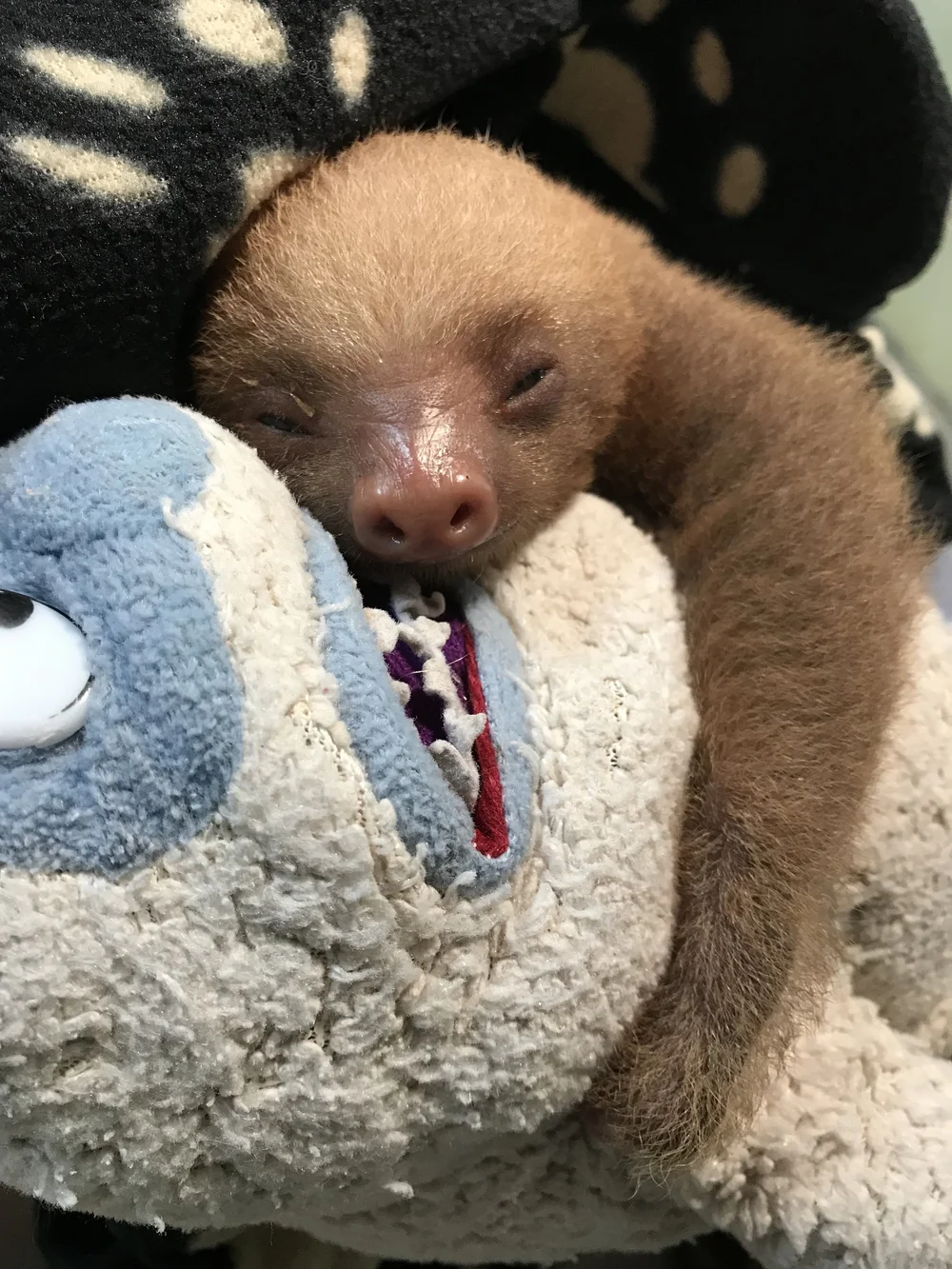 Jungle Vet Wildlife Experience — Vet Tails