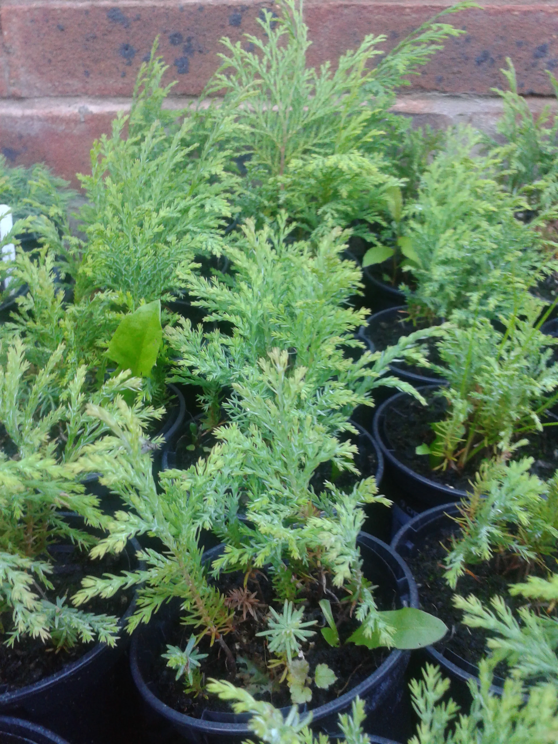 Lawson's Cypress (Chamaecyparis Lawsoniana) — Forest Start