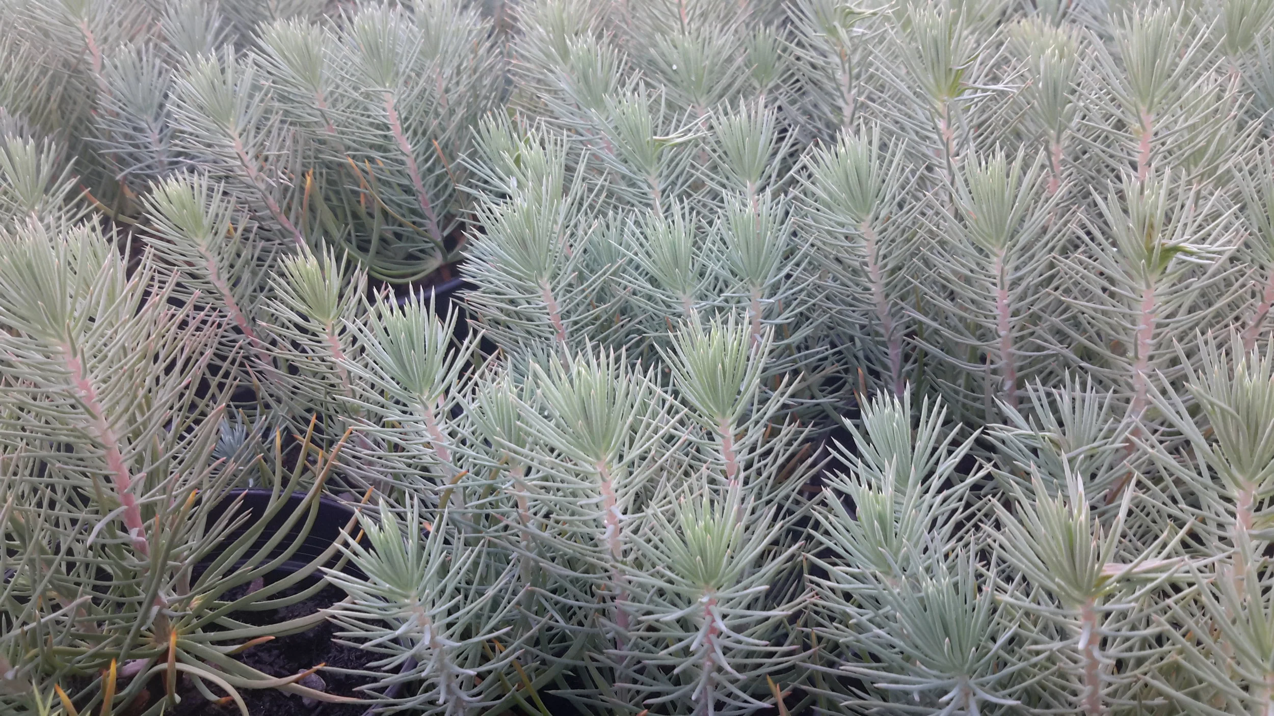 Pinus Pinea