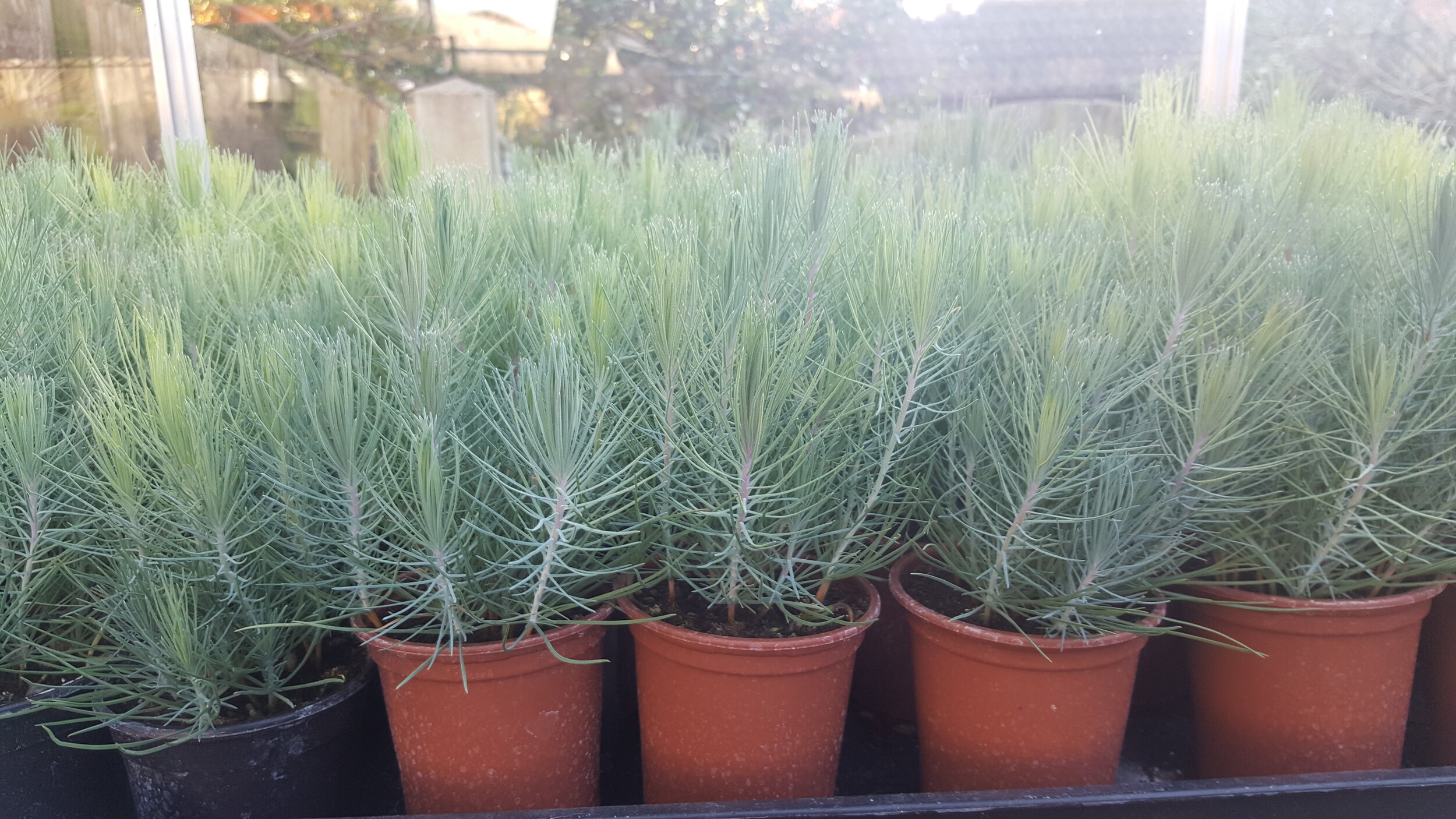 Chir Pine / Indian Longleaf Pine (Pinus Roxburghii) — Forest Start