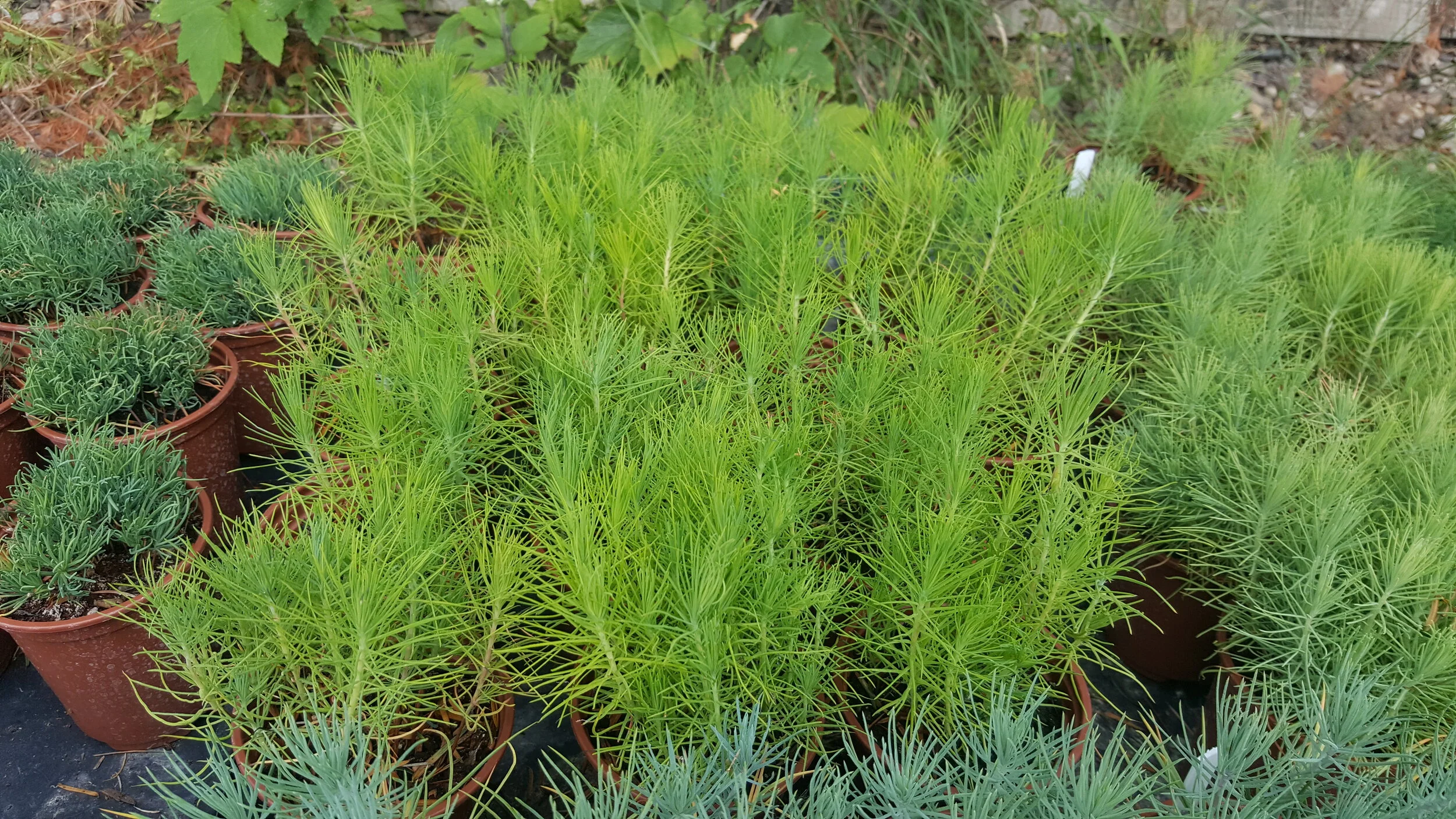 Caribbean Pine (Pinus Caribaea) Saplings — Forest Start