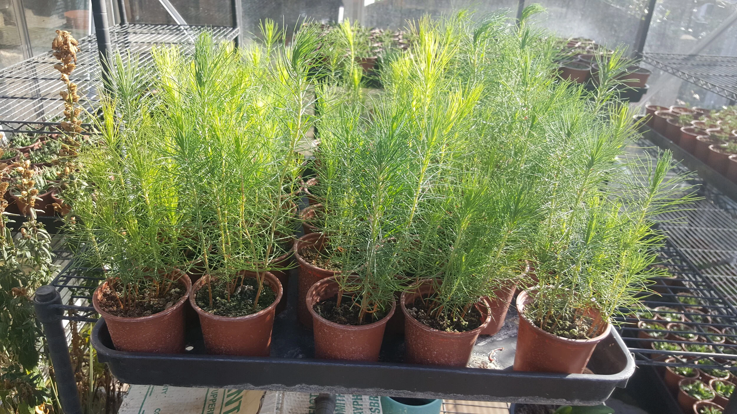 Slash Pine (Pinus Elliotii) Saplings — Forest Start