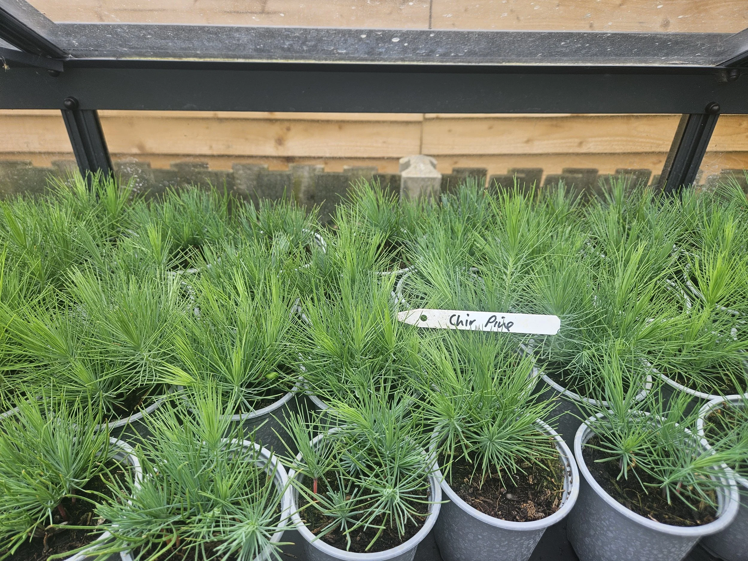 Chir Pine / Indian Longleaf Pine (Pinus Roxburghii) — Forest Start