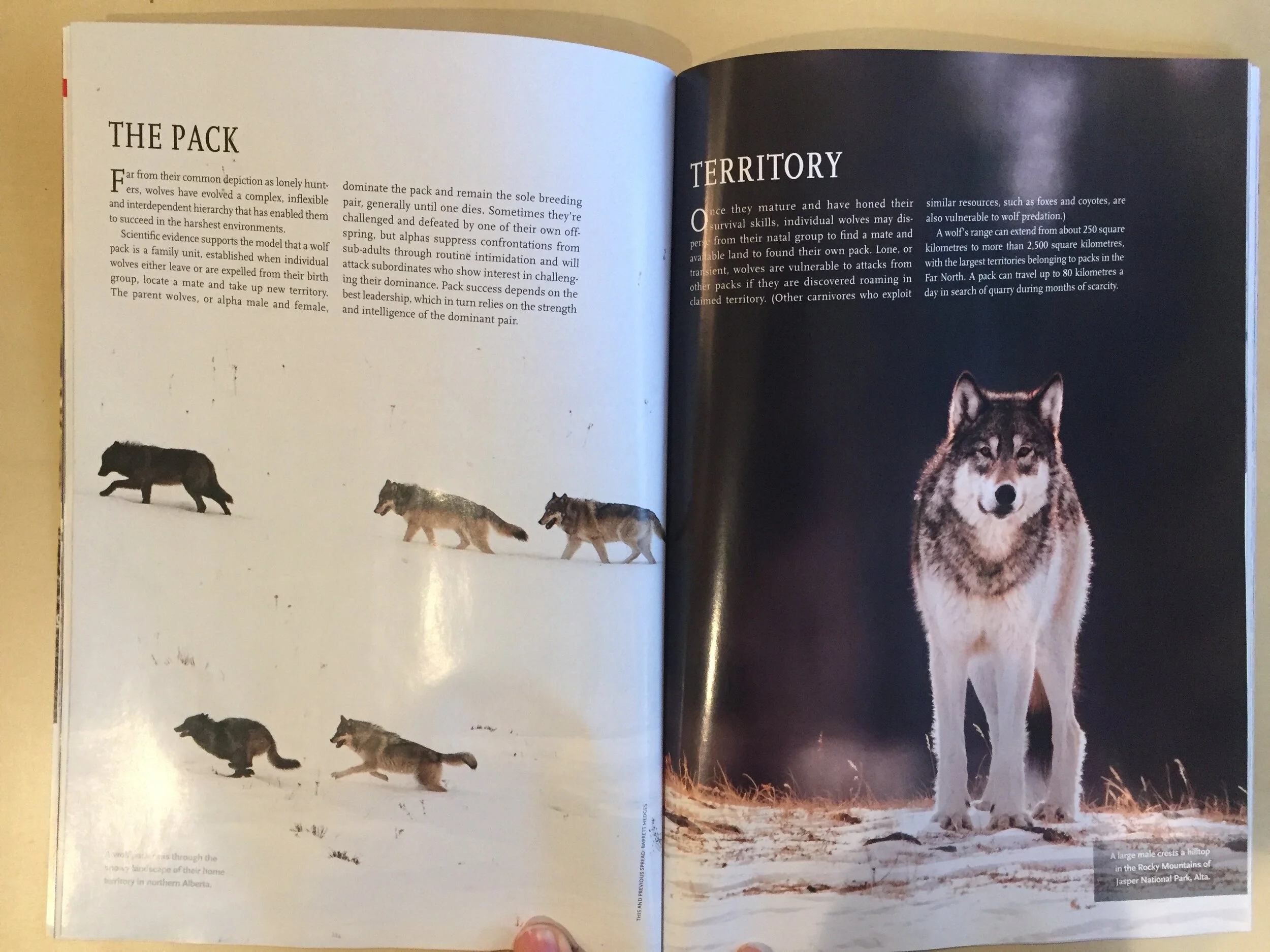 Current Publications! — BearHead Photography