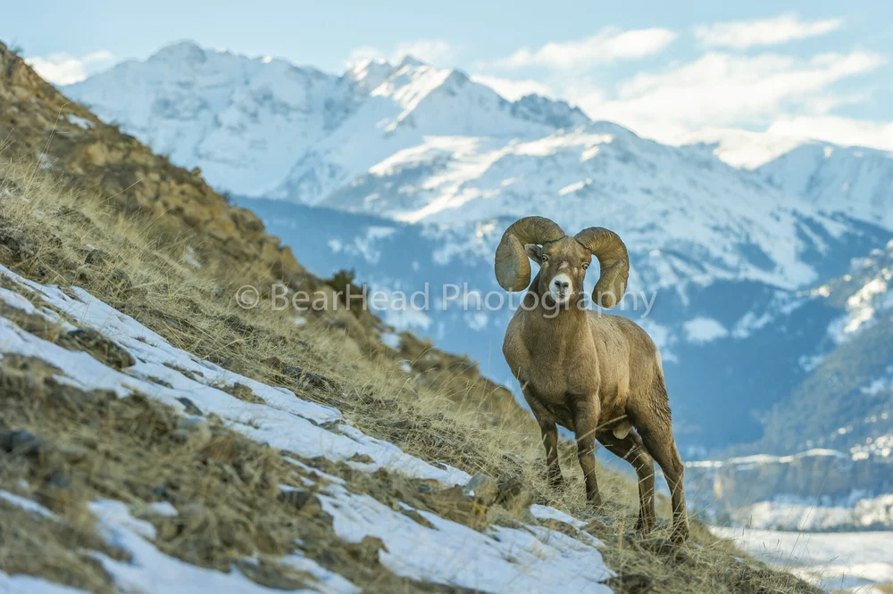 How Do Rams Climb High
