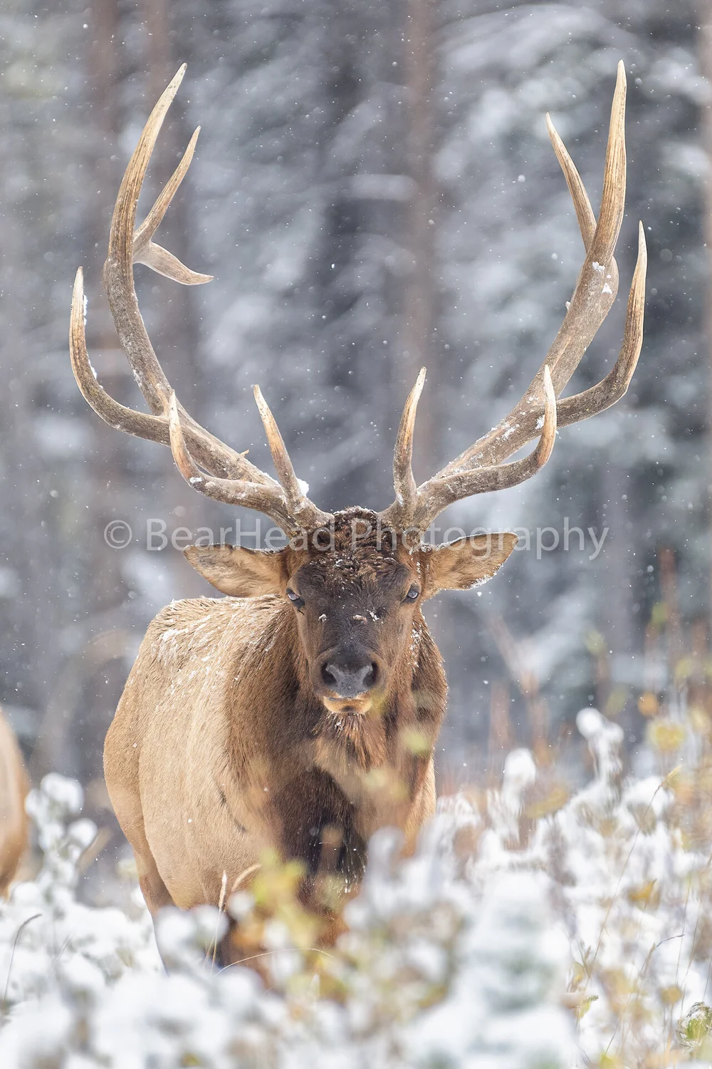 Bull Elk Bugling In Snow