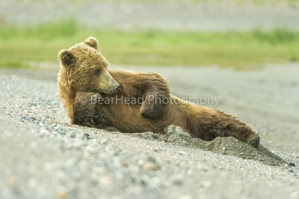 Grizzly Bear Sleeping On Back