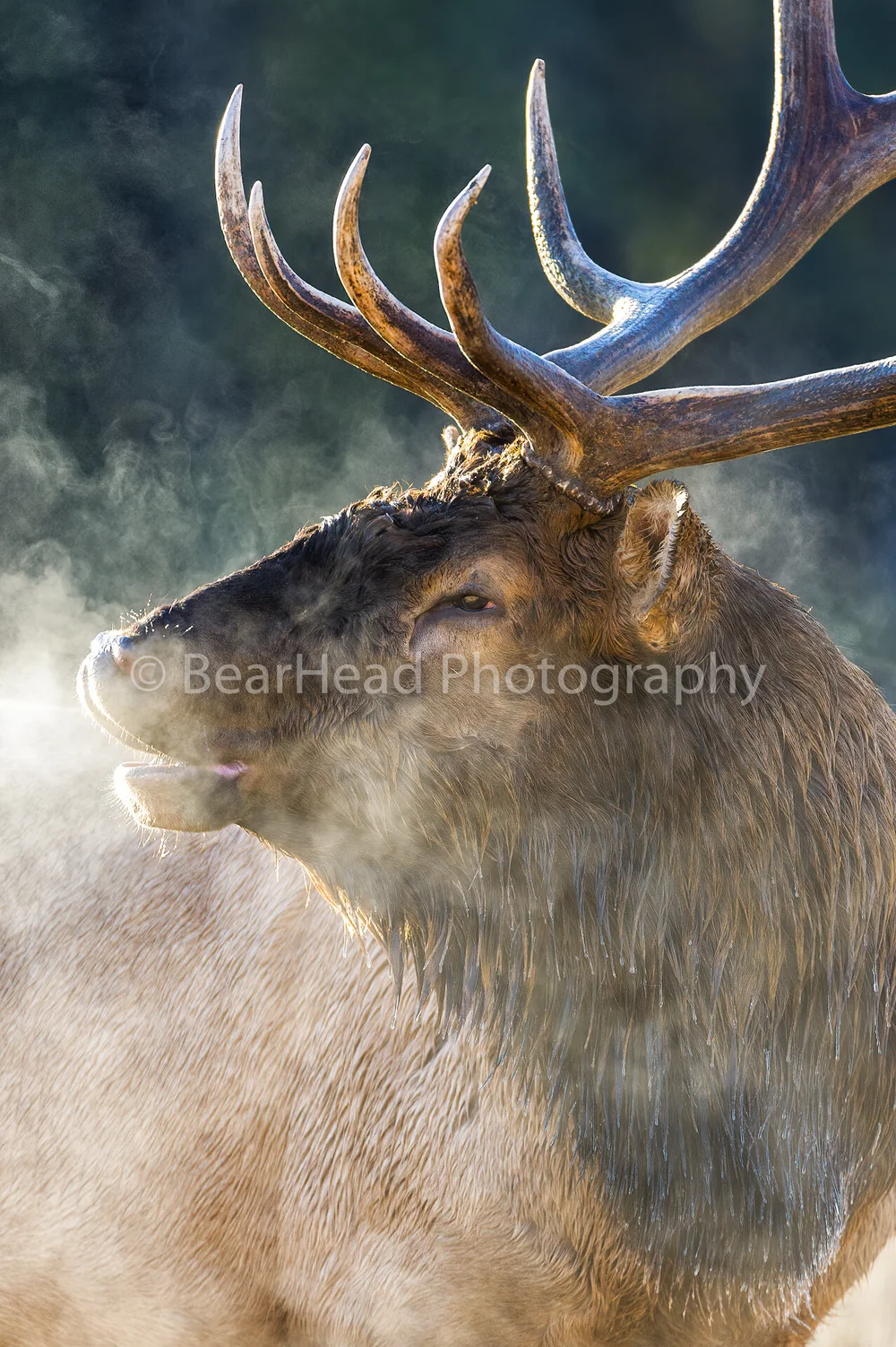 Elk Head Profile