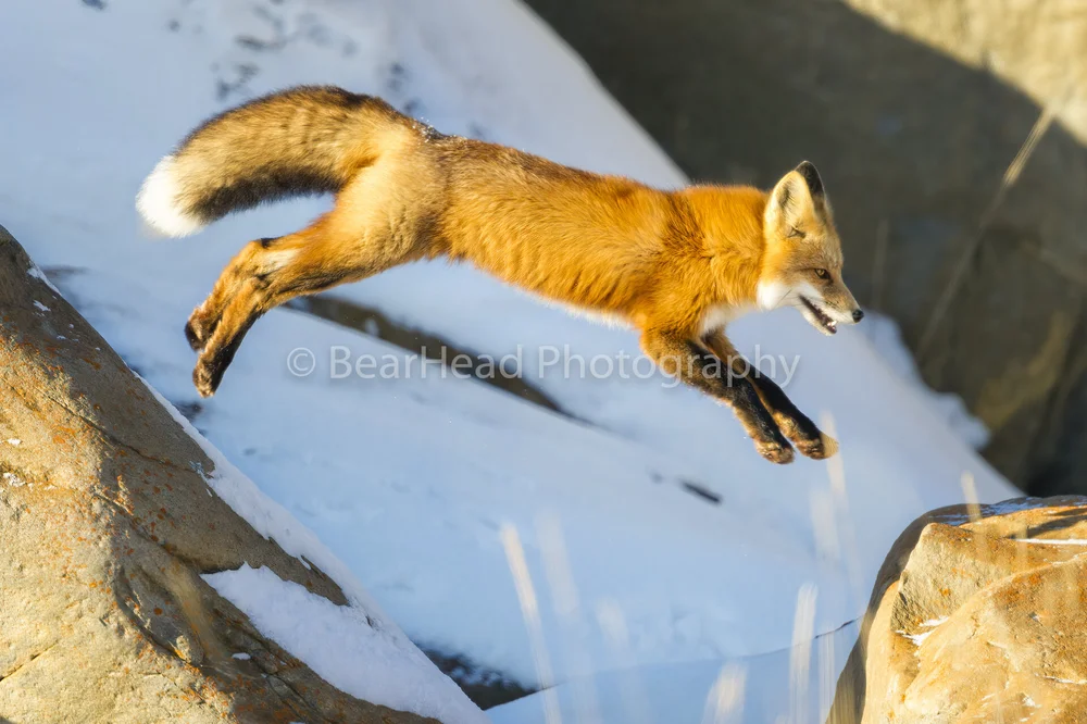 Tribal Fox Jumping