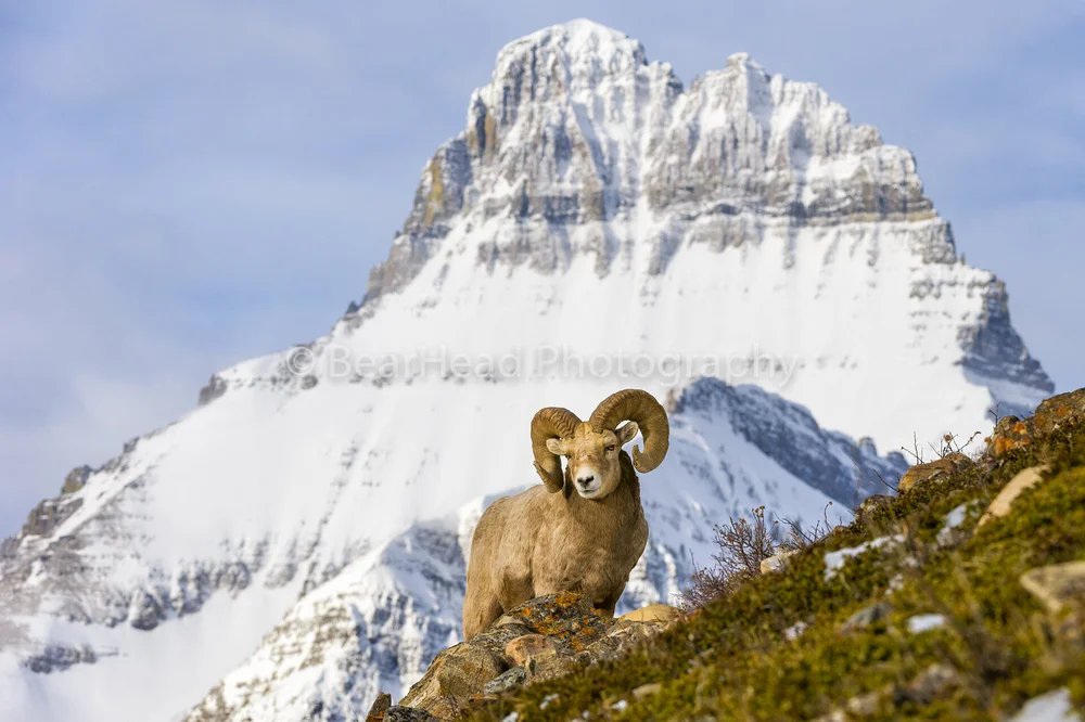 Snow Mountain Ram Animal