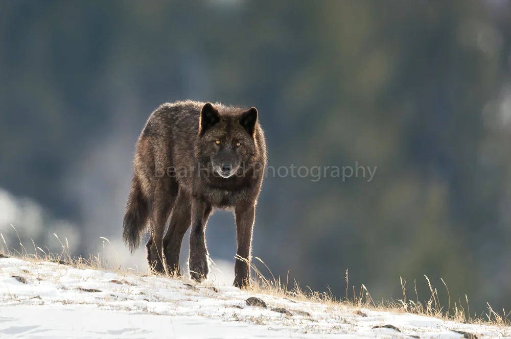 Black Wolf Photography