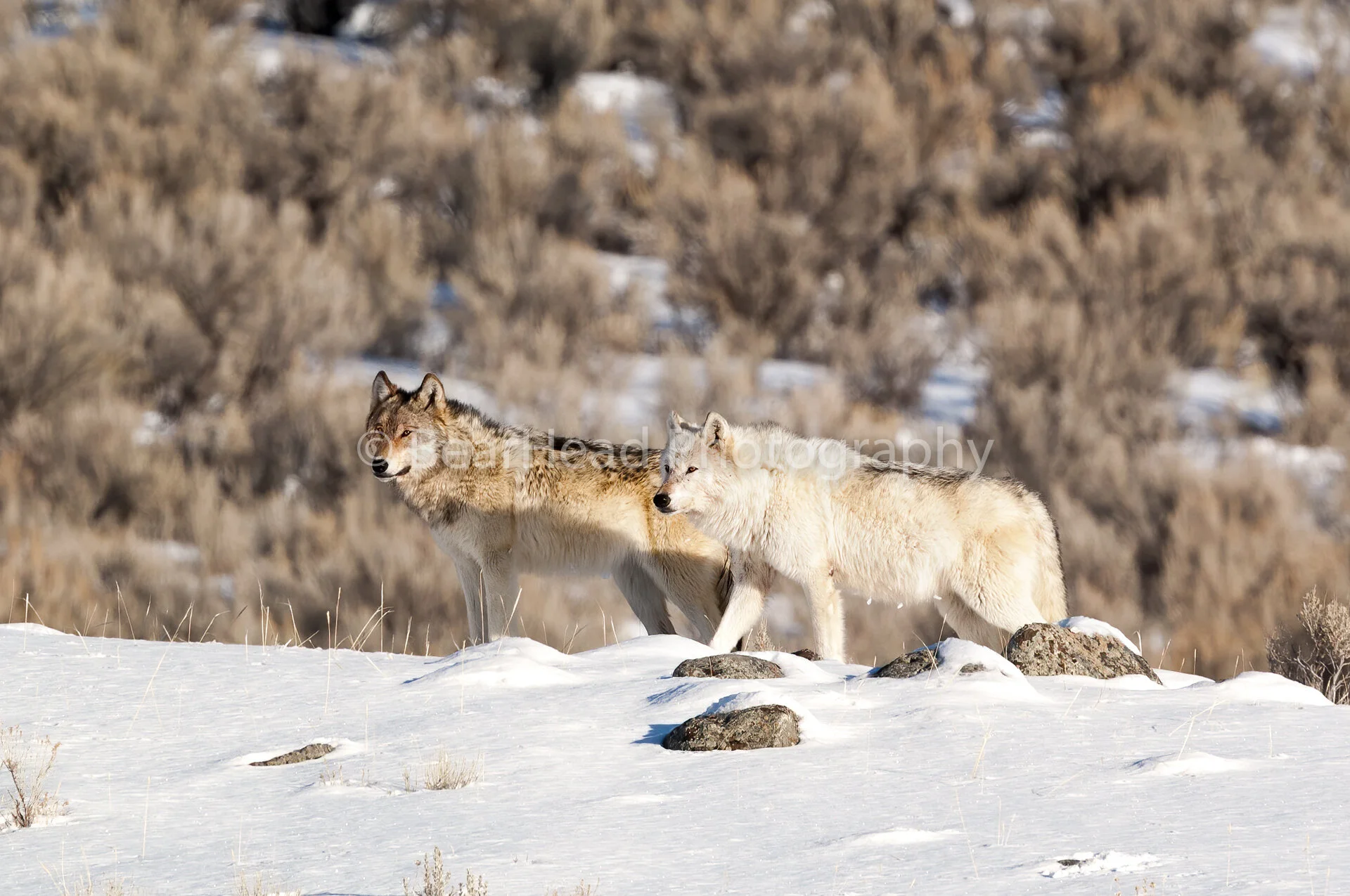 Wolves — BearHead Photography