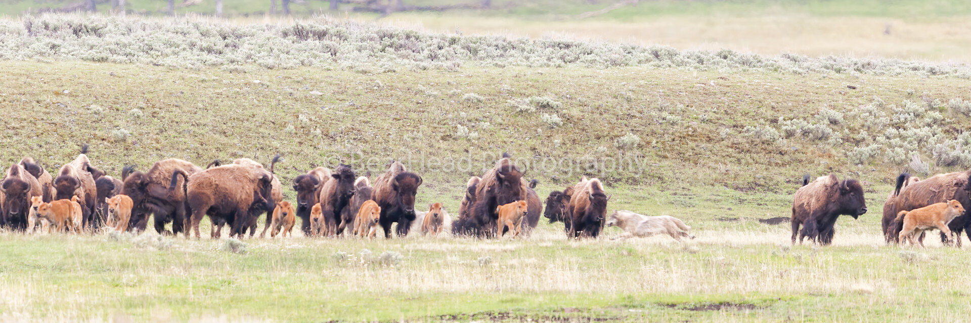 Wolves — BearHead Photography