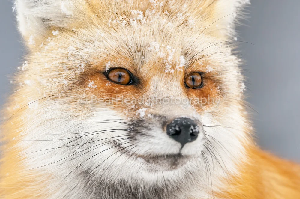 Fox Photography Snow