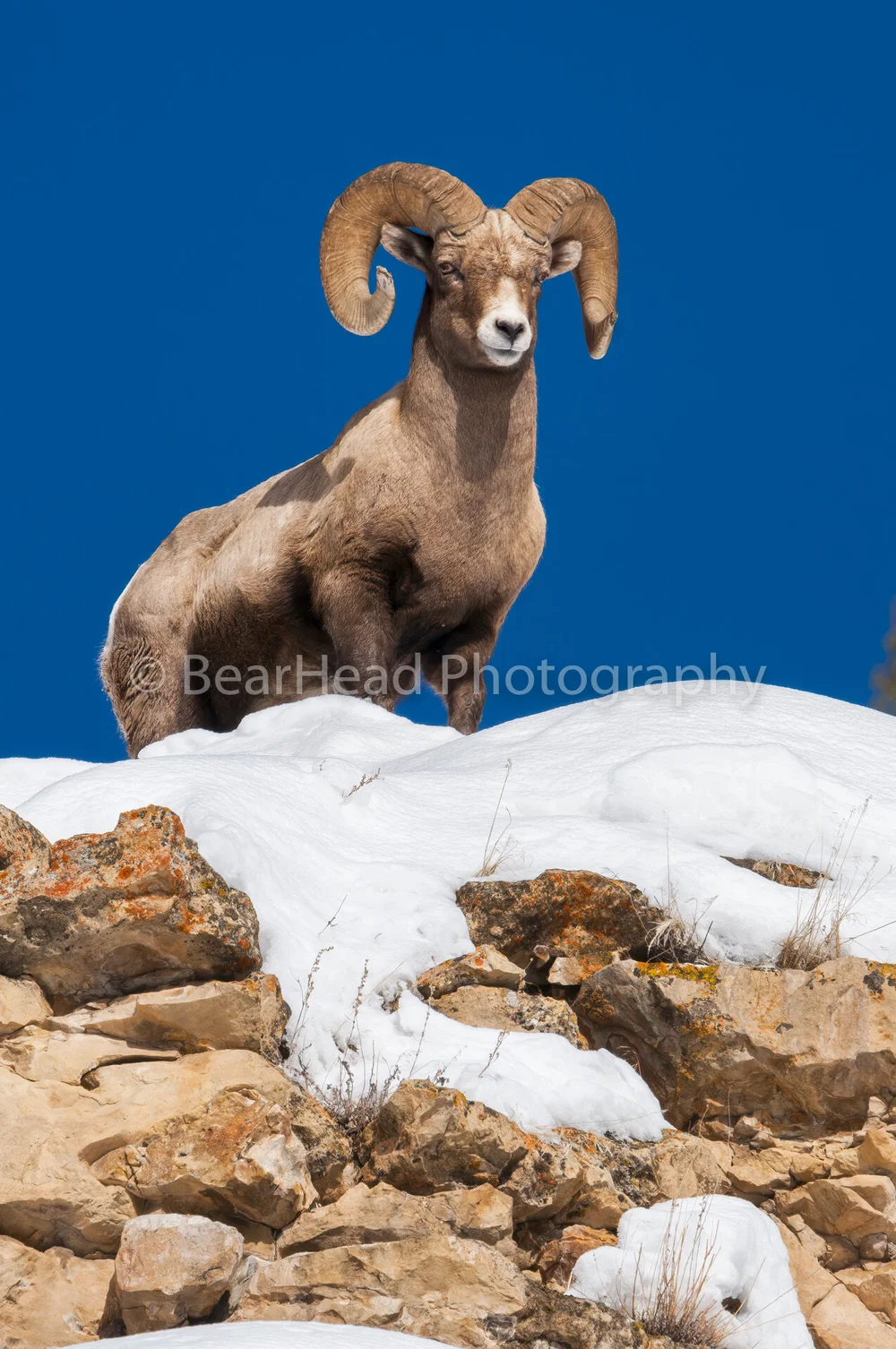 How Do Rams Climb High