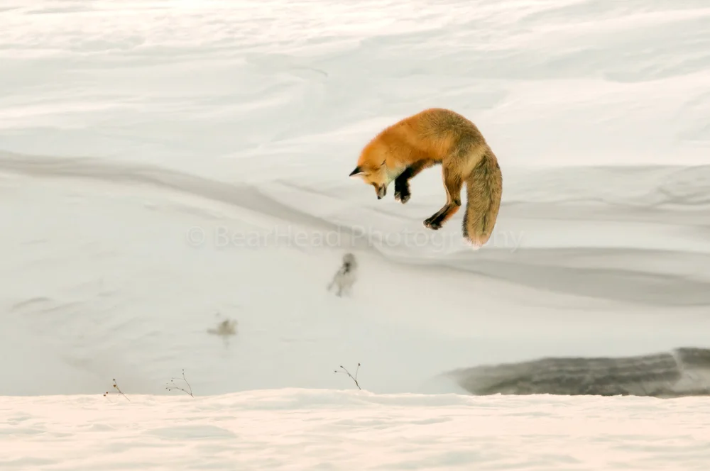 Arctic Fox Jumping