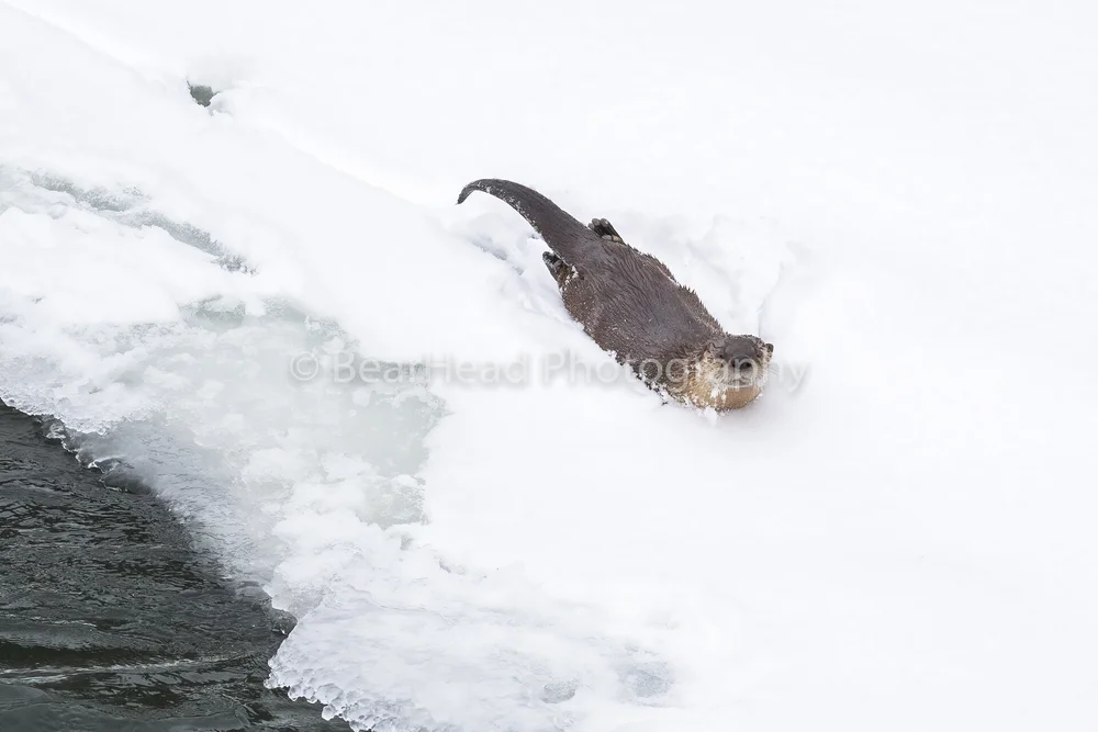 River Otters Sliding