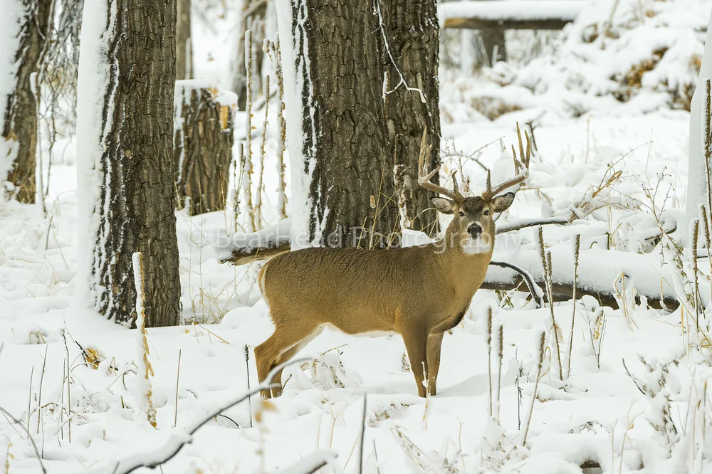 Deer In Snow