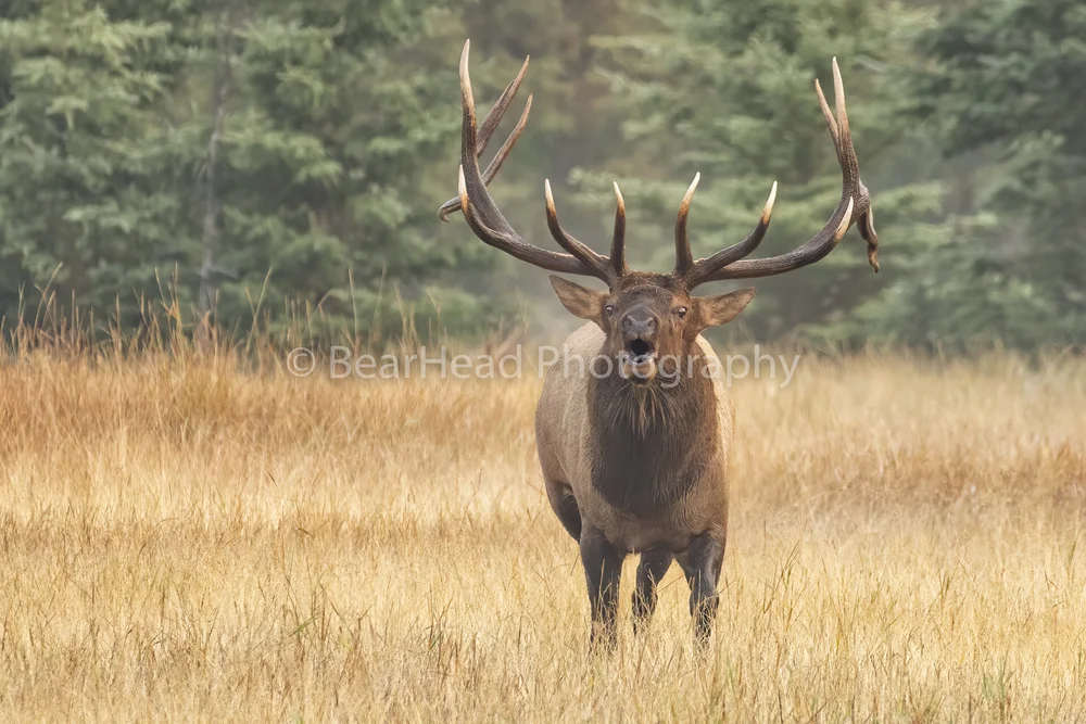 Huge Bull Elk Bugling