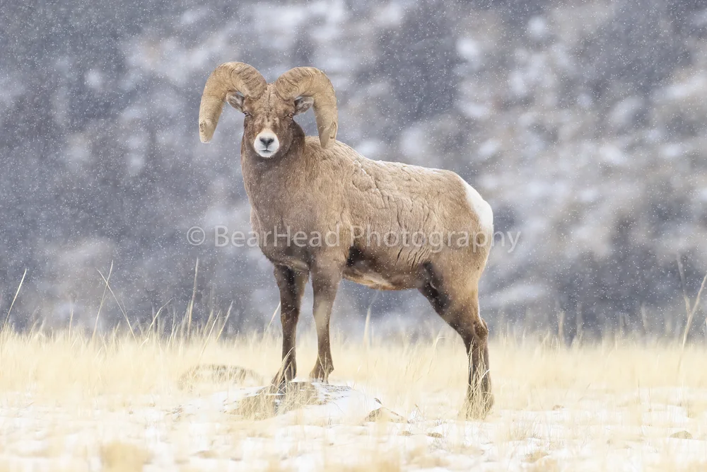 How Do Rams Climb High