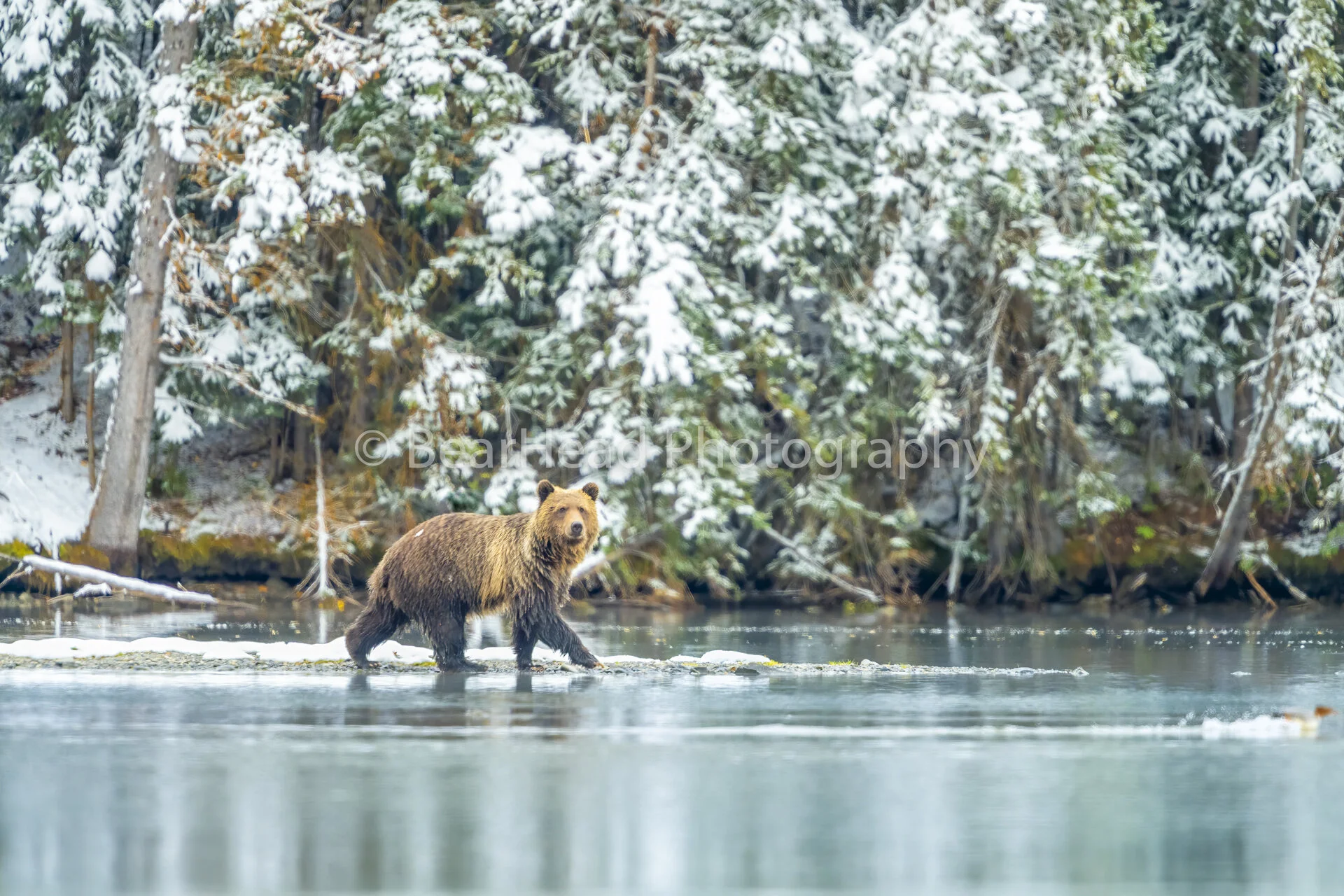 Brown Bears — BearHead Photography