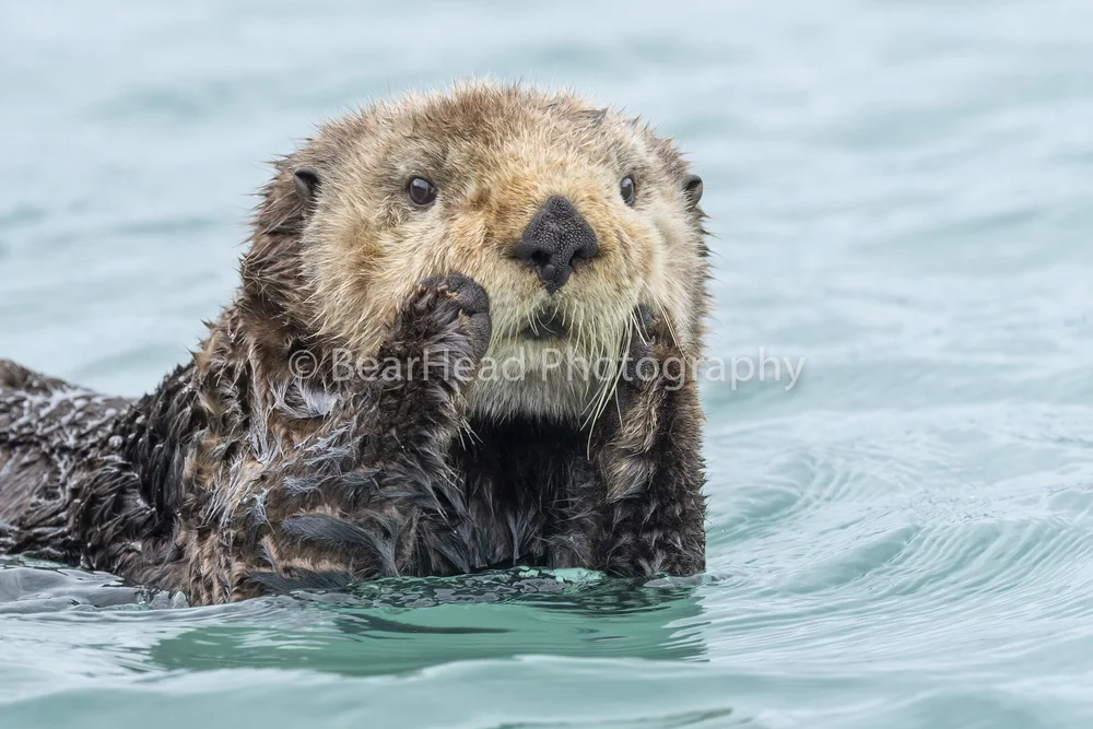 River Otters Sliding