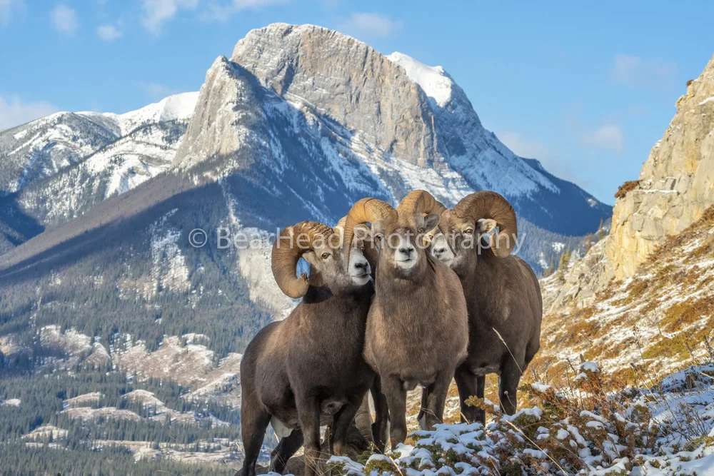 Snow Mountain Ram Animal