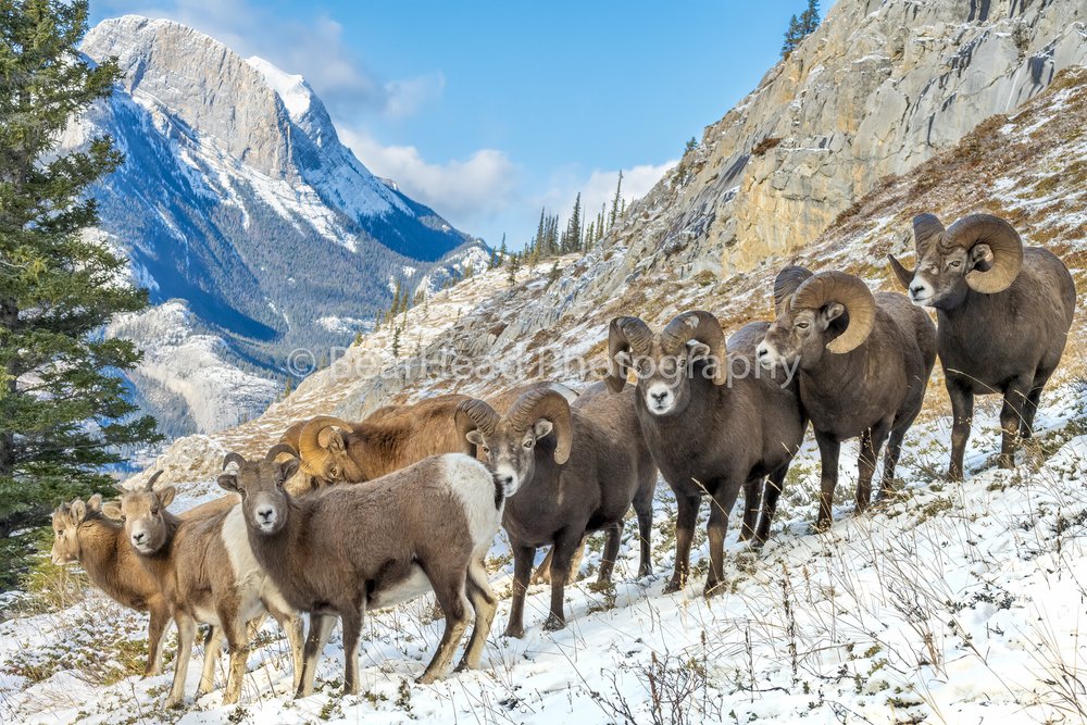 Ram Mountain Goat