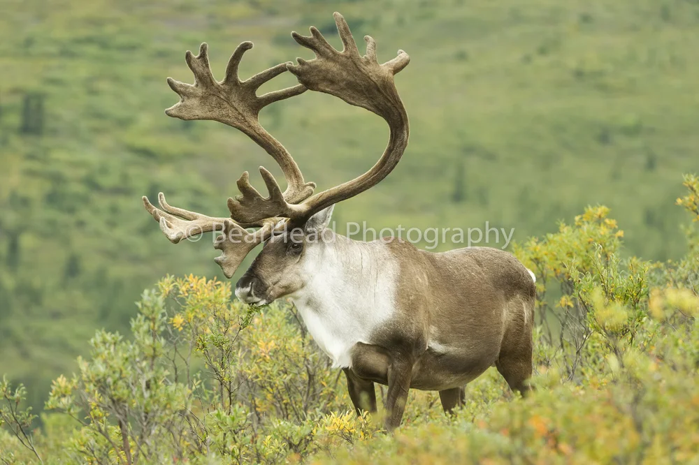 Caribou Antlers