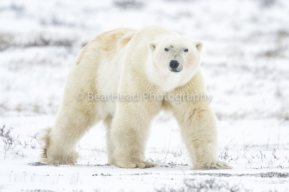 Happy Polar Bear In Snow