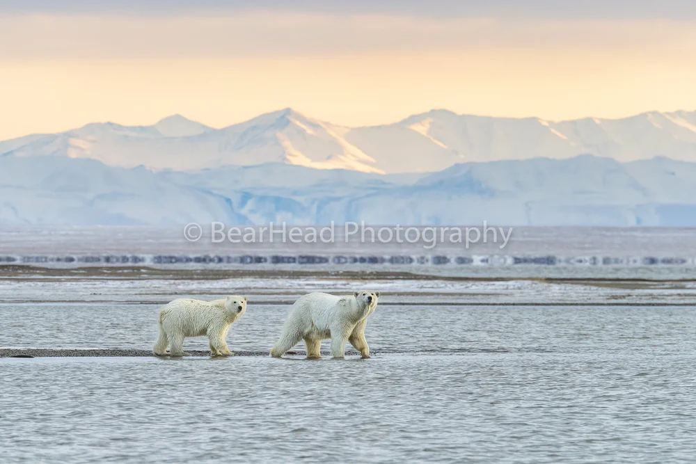 Polar Bear Grass Trees