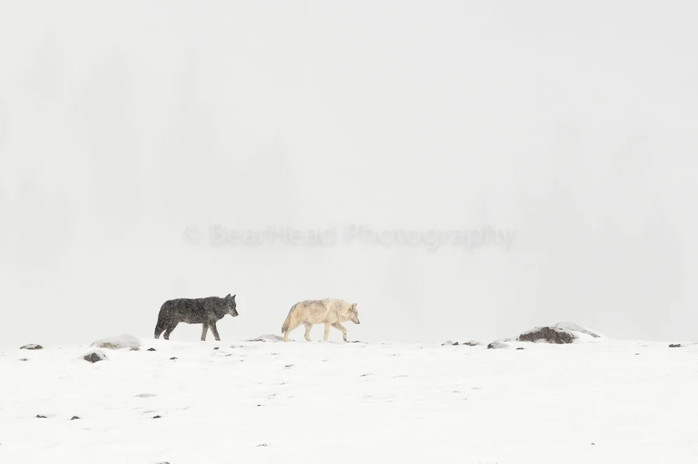 Bison Running From Wolves