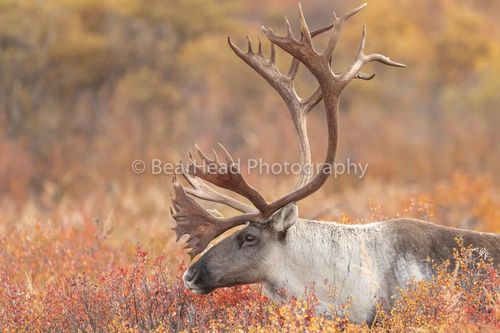 Caribou Animal