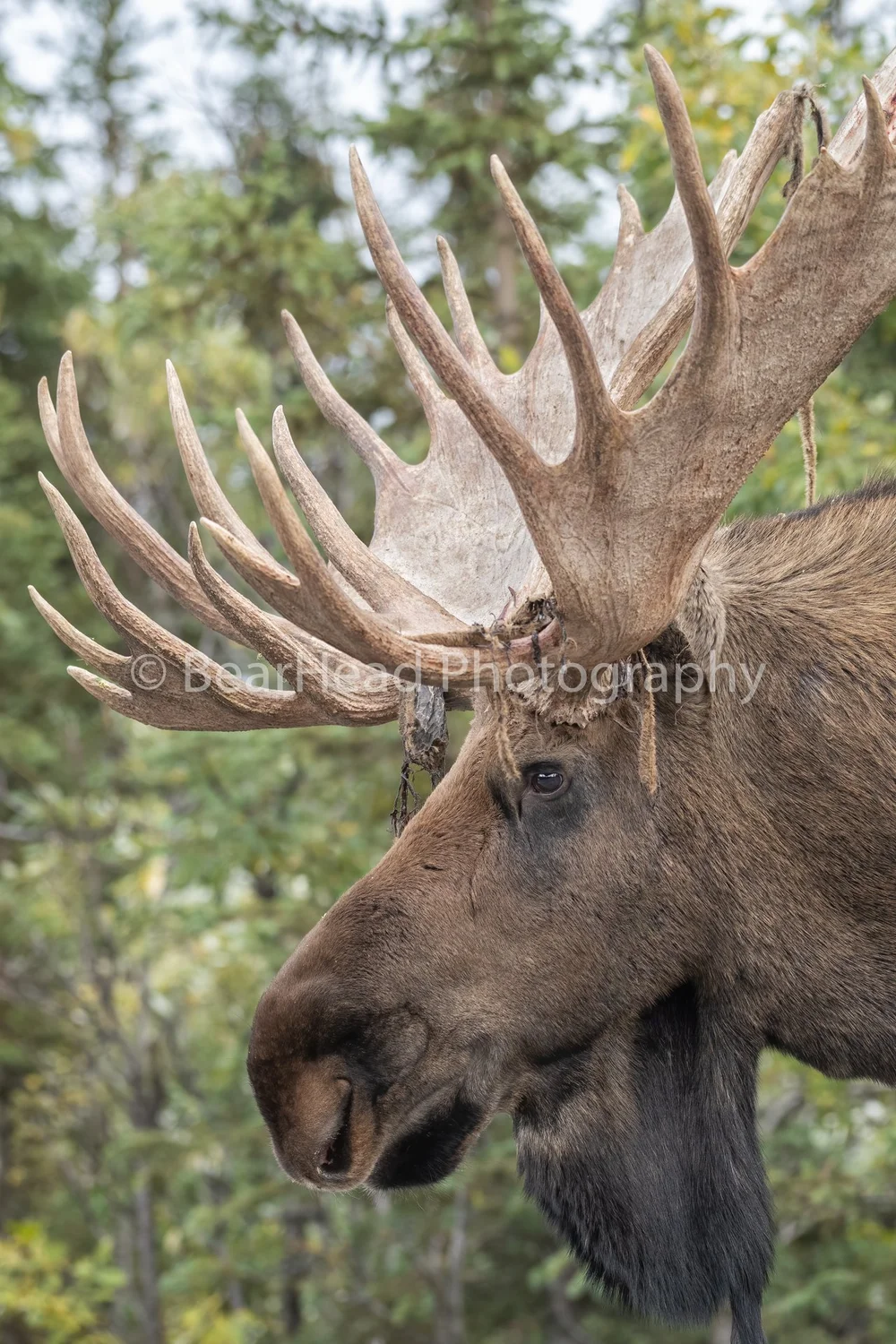 Moose Front View